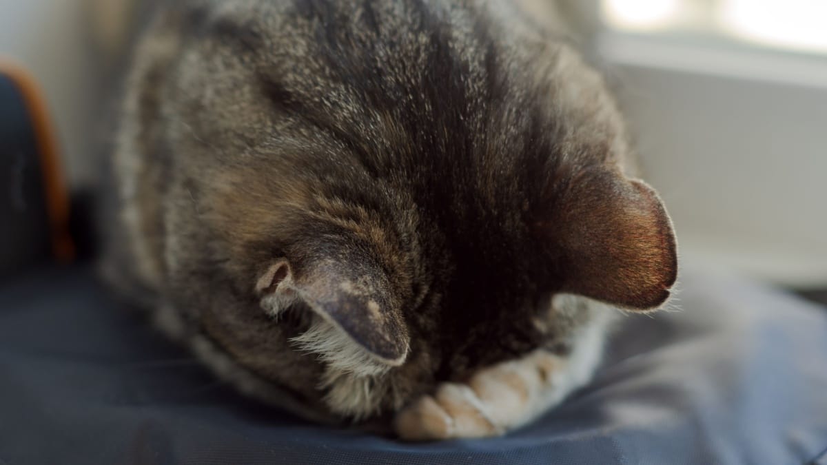 Katze schläft mit Gesicht nach unten: Bedeutung und Gründe